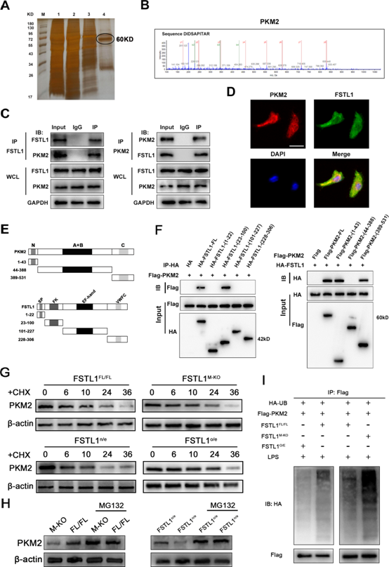 FSTL1通过调节PKM2的细胞内功能，使巨噬细胞功能重新编程，从而促进肝纤维化 - 企业动态 - 丁香通