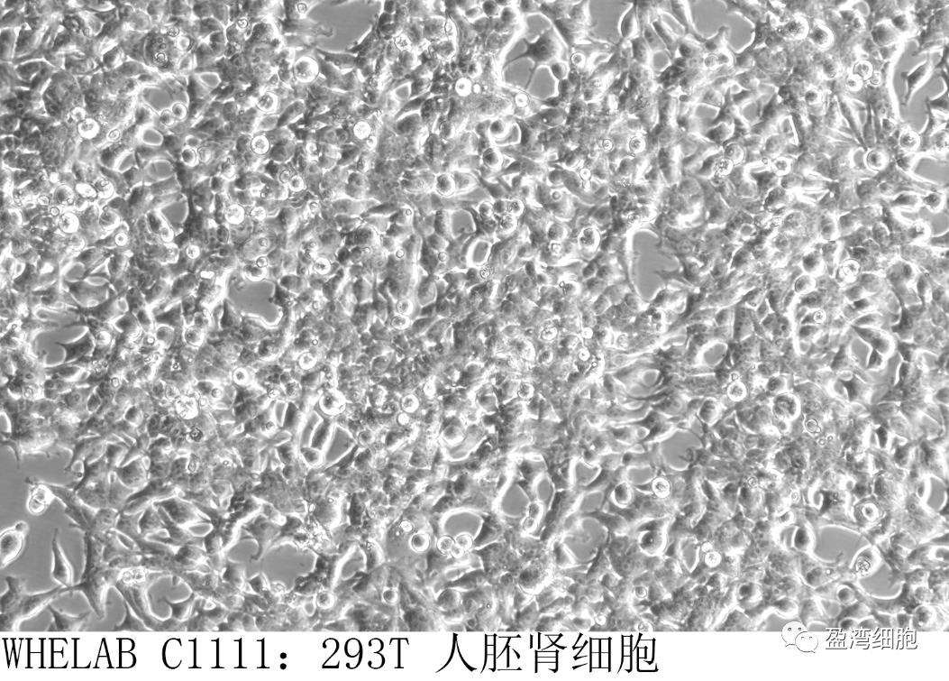 什么是HEK？HEK293 细胞初学者指南 - 企业动态 - 丁香通