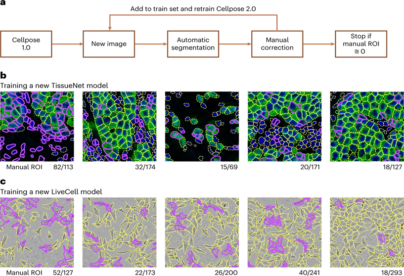 科技前沿 | "AI的狂飙" Cellpose: 细胞分割领域的ChatGPT-公司新闻-仪景通光学科技（上海）有限公司