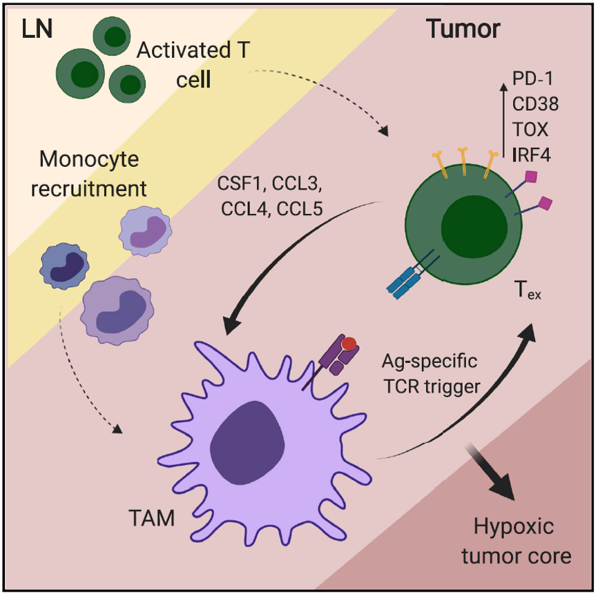 【Cancer Cell】3i晶格光片显微镜揭示肿瘤相关巨噬细胞和耗竭CD8+T细胞之间的时空关联性 - 企业动态 - 丁香通