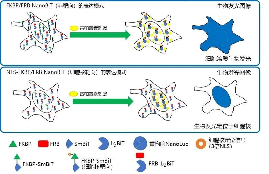 实验大比拼丨使用NanoBiT技术进行的蛋白质相互作用细胞内定位成像-公司新闻-仪景通光学科技（上海）有限公司