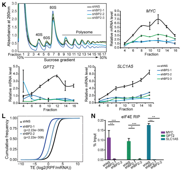 Cancer Cell｜m6A识别蛋白IGF2BP2可作为急性髓性白血病的治疗靶点 - 企业动态 - 丁香通