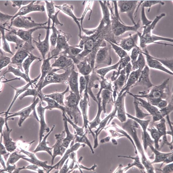 AC16细胞、AC-16、AC16细胞价格_品牌:美国ATCC、DSMZ、ECACC-丁香通官网