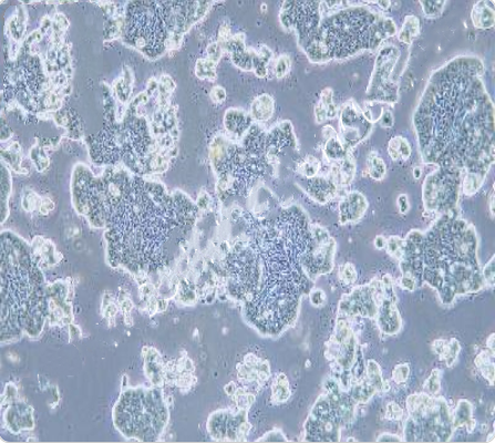 LS513 人结直肠癌细胞产品介绍 - 企业动态 - 丁香通