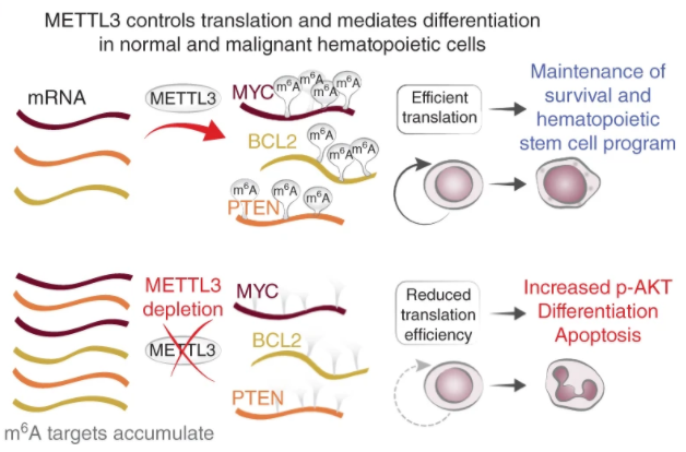 Nat Med | METTL3调控正常造血细胞和白血病细胞的骨髓分化 - 企业动态 - 丁香通