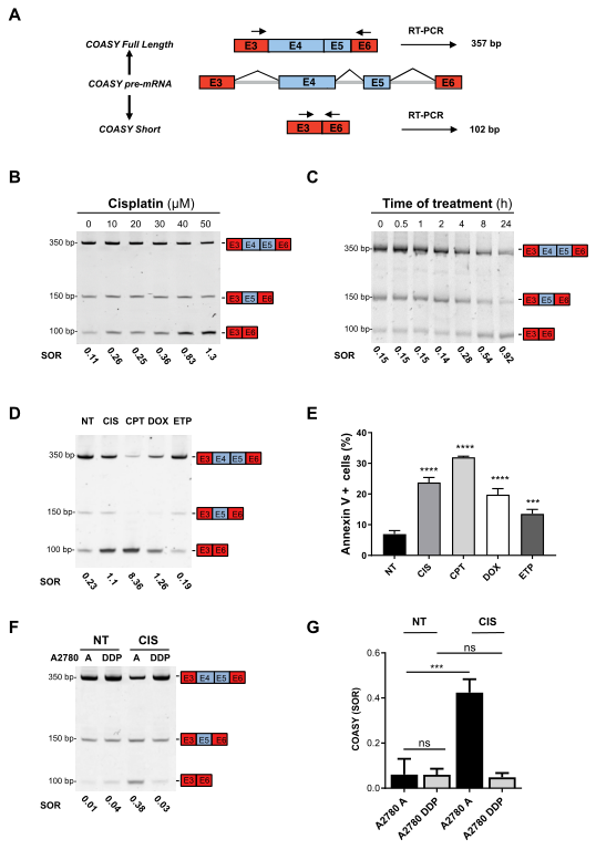 顺铂诱导可变剪接的机制初探 - 企业动态 - 丁香通