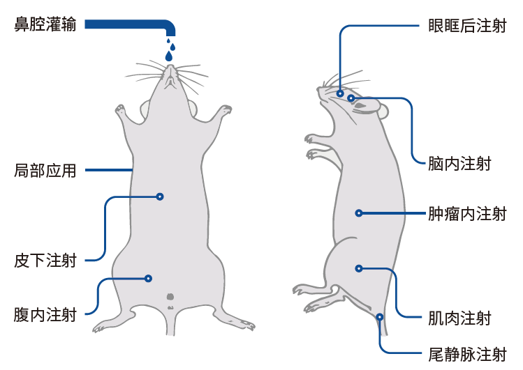 Polyplus 101000030 in vivo-jetPEI 活体DNA&si/miRNA转染试剂（原货号201-50G）价格_品牌 ...