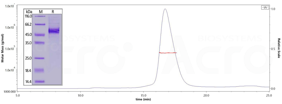 【最强组合】肺癌治疗热门靶点——DLL3 & Notch - 自主发布 - 生物在线 Lab-on-Web