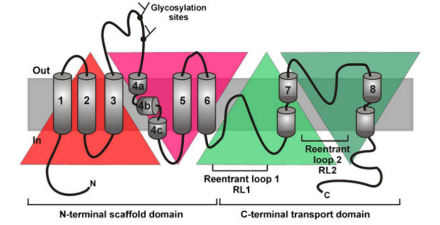 “膜杰作”新品发布|12次跨膜蛋白SLC7A11&SLC3A2登场-公司新闻-北京百普赛斯生物科技股份有限公司