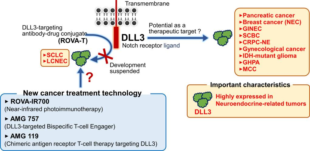【最强组合】肺癌治疗热门靶点——DLL3 & Notch - 自主发布 - 生物在线 Lab-on-Web