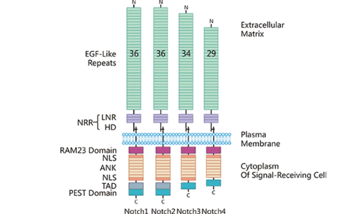 【最强组合】肺癌治疗热门靶点——DLL3 & Notch - 自主发布 - 生物在线 Lab-on-Web