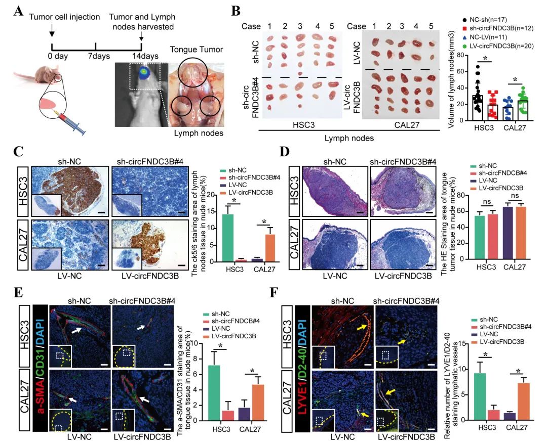 Cancer Research丨circFNDC3B加速OSCC血管形成和转移 - 企业动态 - 丁香通