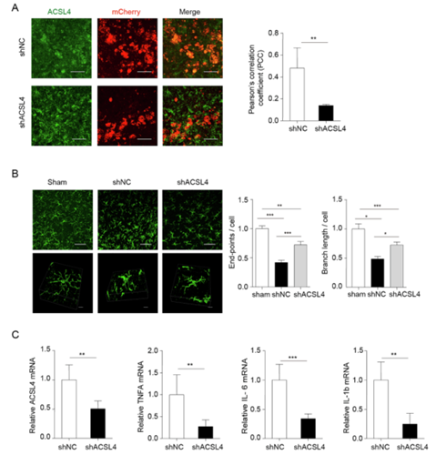 IF=19.227| 脂质代谢调节酶ACSL4促进神经炎症_公司新闻_汉恒生物科技（上海）有限公司