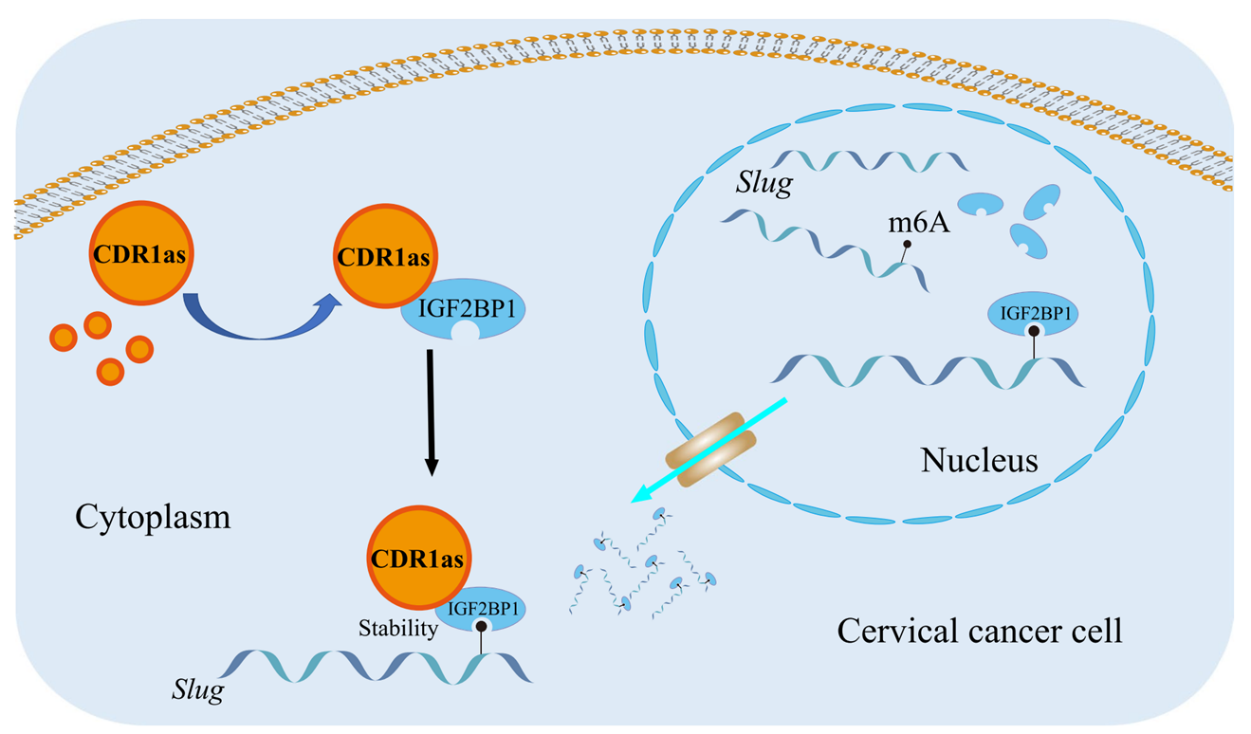 IF41.444！客户文章|Arraystar circRNA芯片助力宫颈癌转移的生物标志物和分子机制研究 - 企业动态 - 丁香通