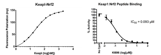 新产品：Keap1:Nrf2 抑制剂筛选试剂盒-公司新闻-BPS Bioscience Inc.