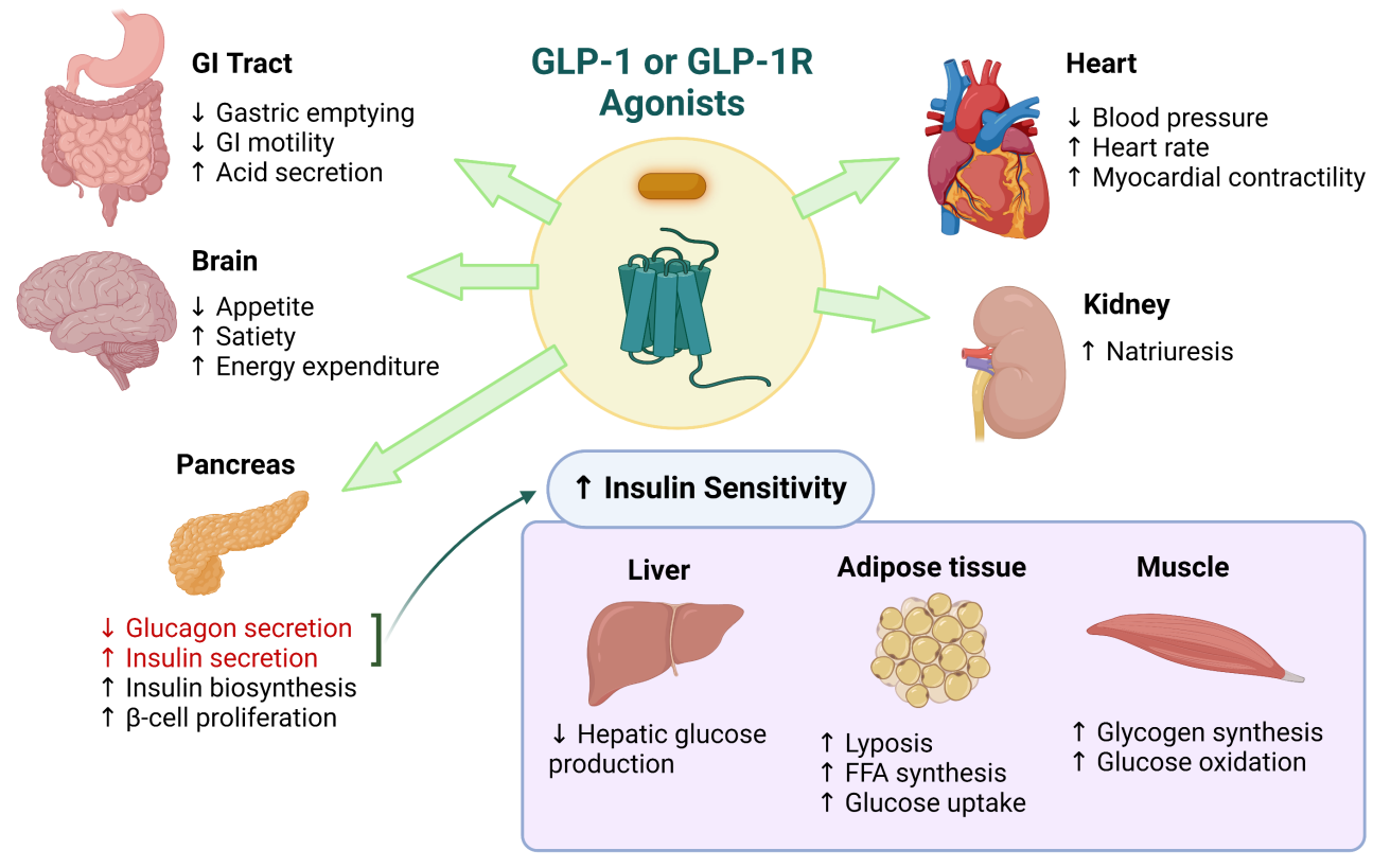 糖尿病模式动物研究明星靶点：胰高血糖素样肽1受体 (GLP-1R) - 企业动态 - 丁香通