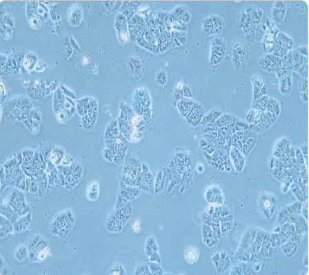 NCI-H1437 人肺癌细胞传代、复苏参考 - 企业动态 - 丁香通