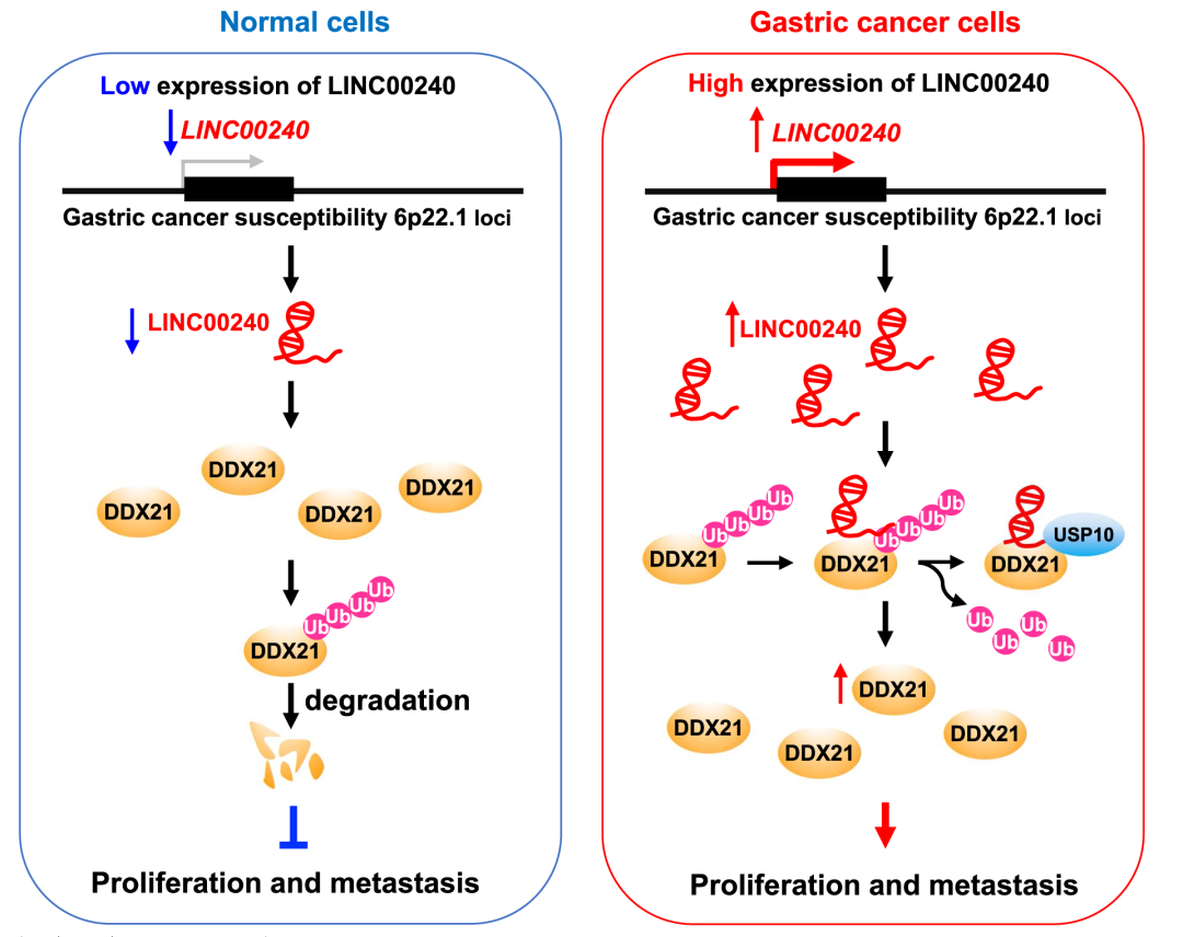 lncRNA研究进展盘点丨20230421期 - 企业动态 - 丁香通