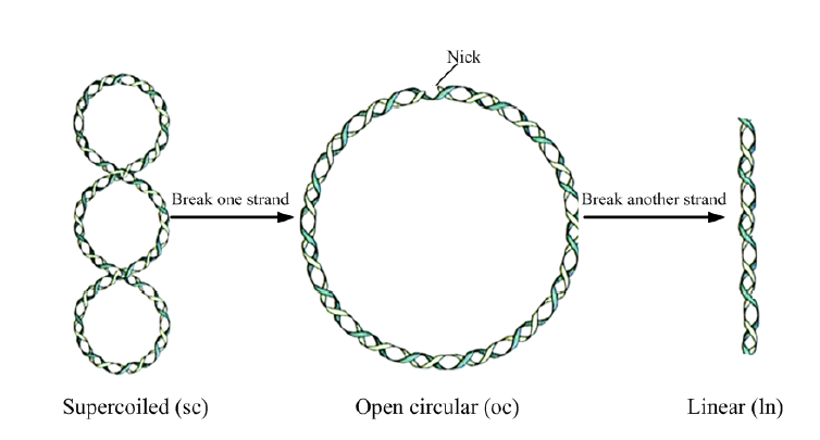 Azenta安升达_商铺首页_丁香通