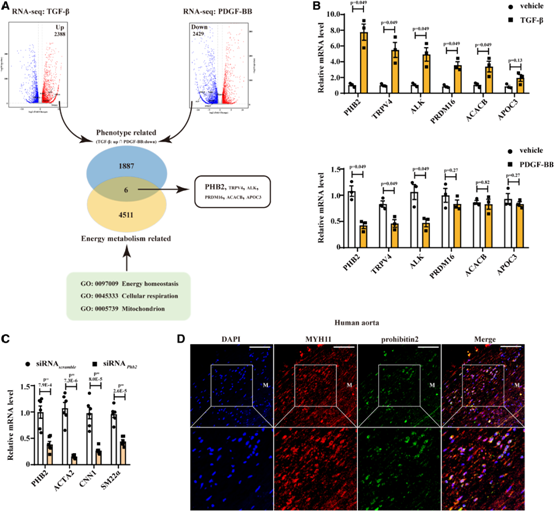 PHB2通过对抗PKM2剪接维持VSMCs的收缩表型 - 企业动态 - 丁香通