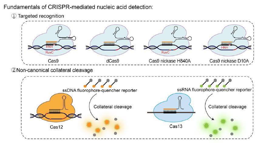 【干货】LAMP-CRISPR技术，开发新一代POC检测的利器！-公司新闻-北京迈迪安生物科技有限公司