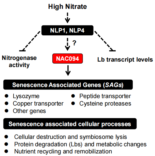 New Phytologist：DAP-seq技术应用于百脉根中硝酸盐诱导根瘤衰老新机制的研究 - 企业动态 - 丁香通