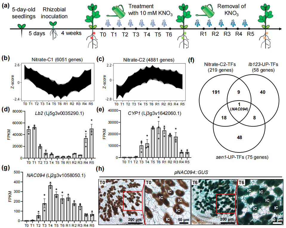 New Phytologist：DAP-seq技术应用于百脉根中硝酸盐诱导根瘤衰老新机制的研究 - 企业动态 - 丁香通