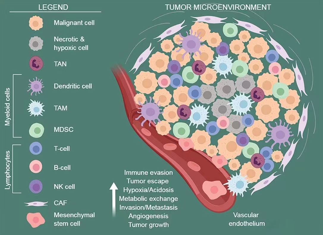 干货速来！What's 肿瘤微环境与mIHC 技术？_公司新闻_杭州华安生物技术有限公司