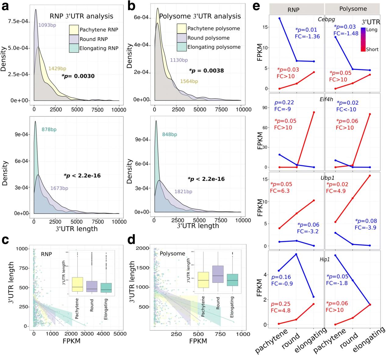 Genome Biol. |MicroRNAs通过3' UTR长度来控制mRNA的区室化-公司新闻-广州卿泽生物科技有限公司