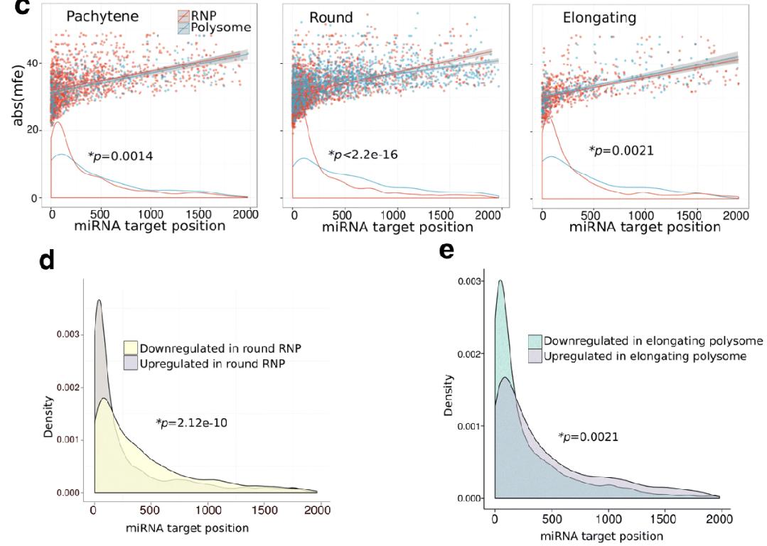 Genome Biol. |MicroRNAs通过3' UTR长度来控制mRNA的区室化-公司新闻-广州卿泽生物科技有限公司