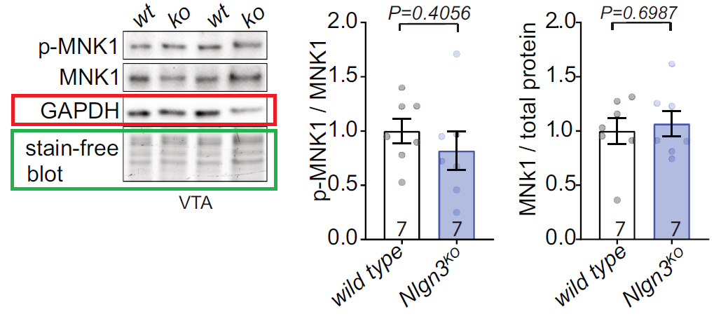 WB 高手必知：原来这些实验内参最优不是 β-Actin 或 GAPDH - 企业动态 - 丁香通