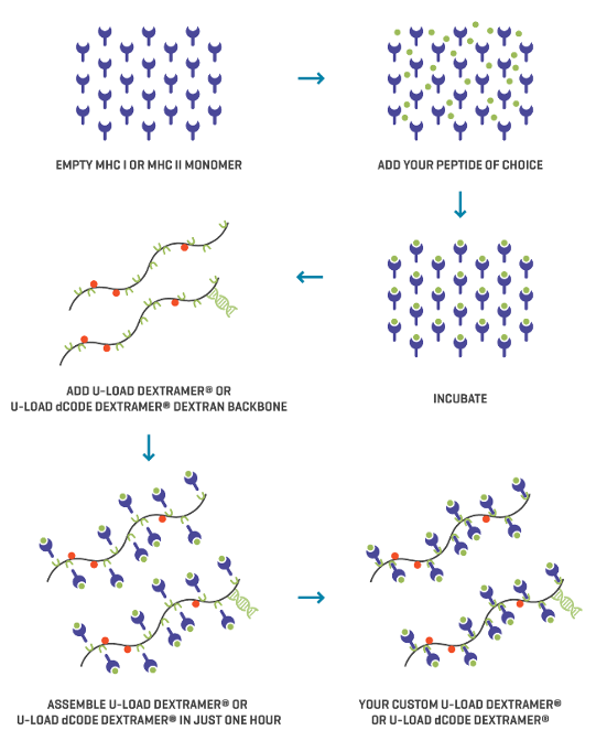 抗原特异性免疫细胞研究神器— Immudex Dextramer 多聚体 - 企业动态 - 丁香通