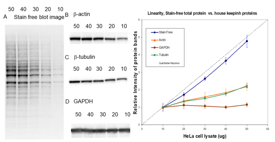 WB 高手必知：原来这些实验内参最优不是 β-Actin 或 GAPDH - 企业动态 - 丁香通