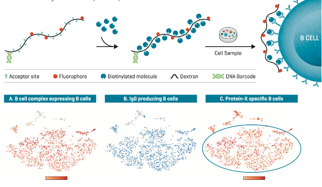 抗原特异性免疫细胞研究神器— Immudex Dextramer 多聚体-公司新闻-上海仁科生物科技有限公司