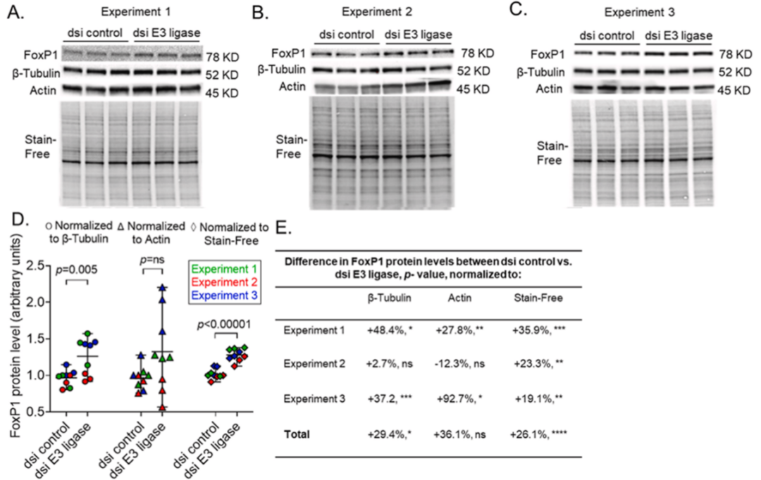 WB 定量不准确？问题竟然出在内参上！-公司新闻-伯乐生命医学产品（上海）有限公司 Bio-Rad Laboratories