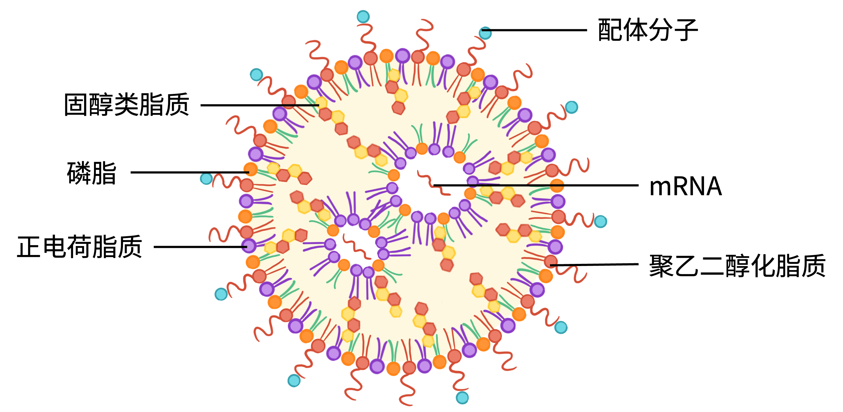 开始定制您的LNP！ 一文了解mRNA基因递送之LNP组分-公司新闻-云舟生物科技（广州）股份有限公司