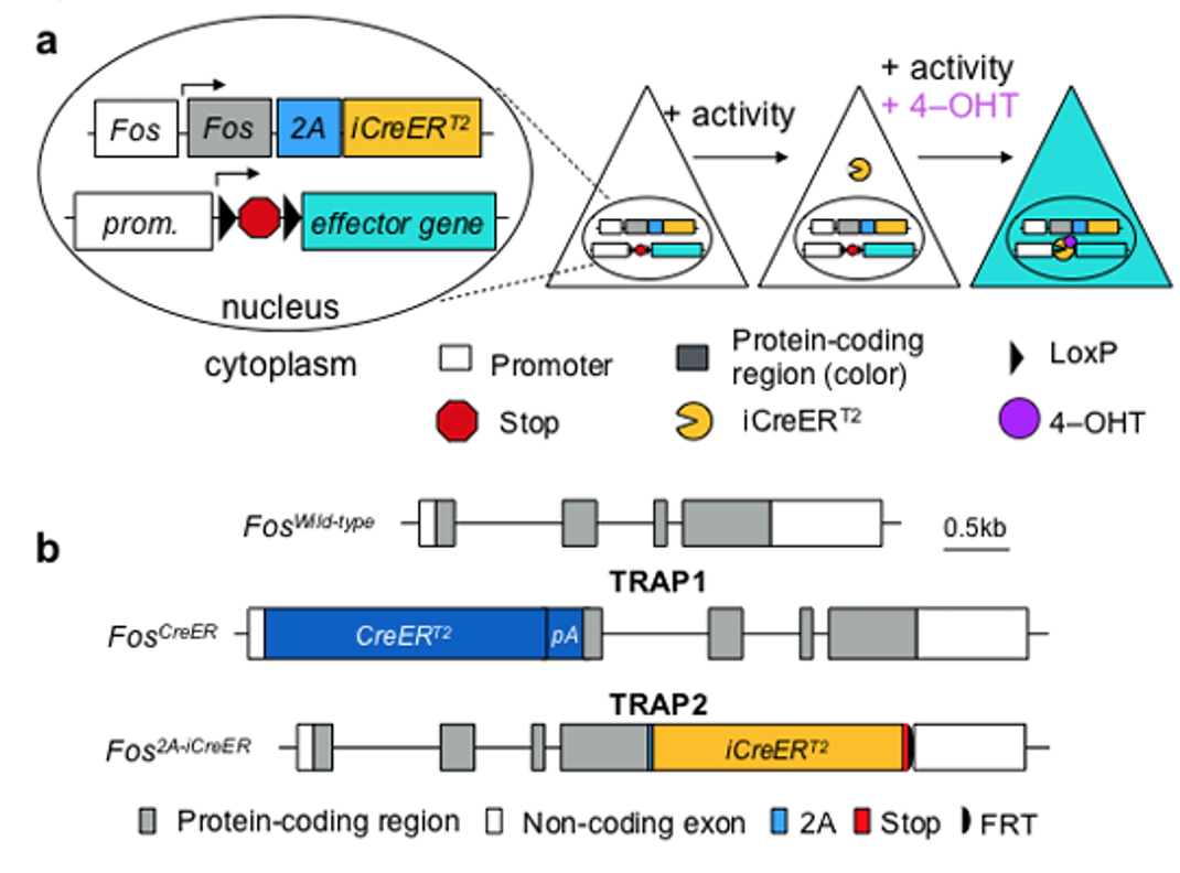 小布实用Tips ｜ 神经元活动依赖工具系列之一：TRAP2 - 企业动态 - 丁香通