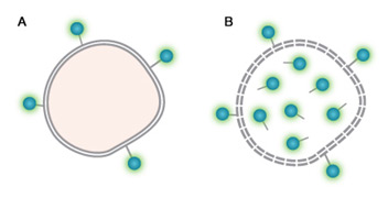 流式实验救命指南！ 6 个步骤拿下-公司新闻-伯乐生命医学产品（上海）有限公司 Bio-Rad Laboratories