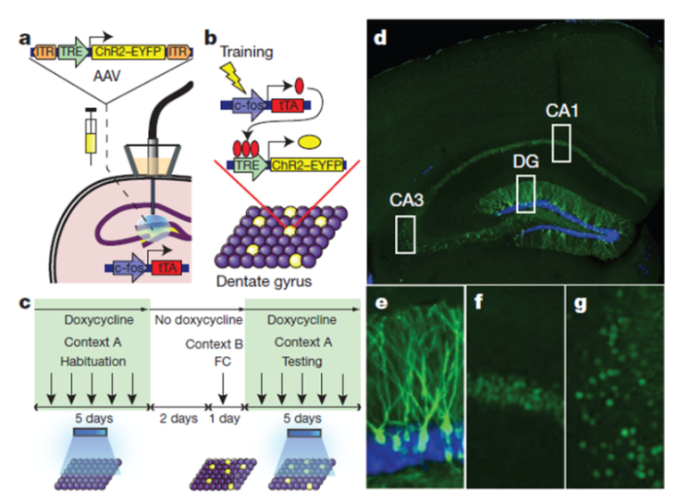 【神经元细胞干货篇】神经元细胞特异性基因调控策略-公司新闻-汉恒生物科技（上海）有限公司