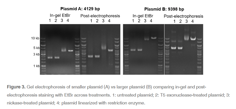 了解EtBr：如何确保我的电泳条带正确对应我的样本？-公司新闻-云舟生物科技（广州）股份有限公司