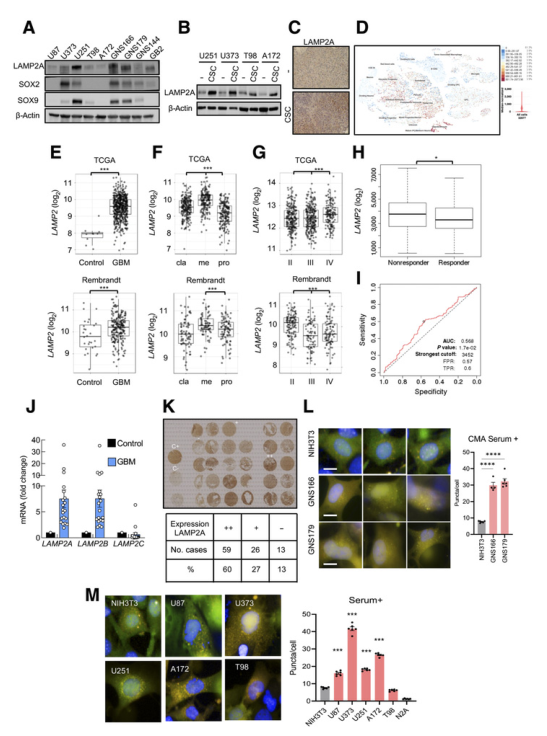4D质谱技术解析维持肿瘤干细胞活性的分子机制 - 企业动态 - 丁香通