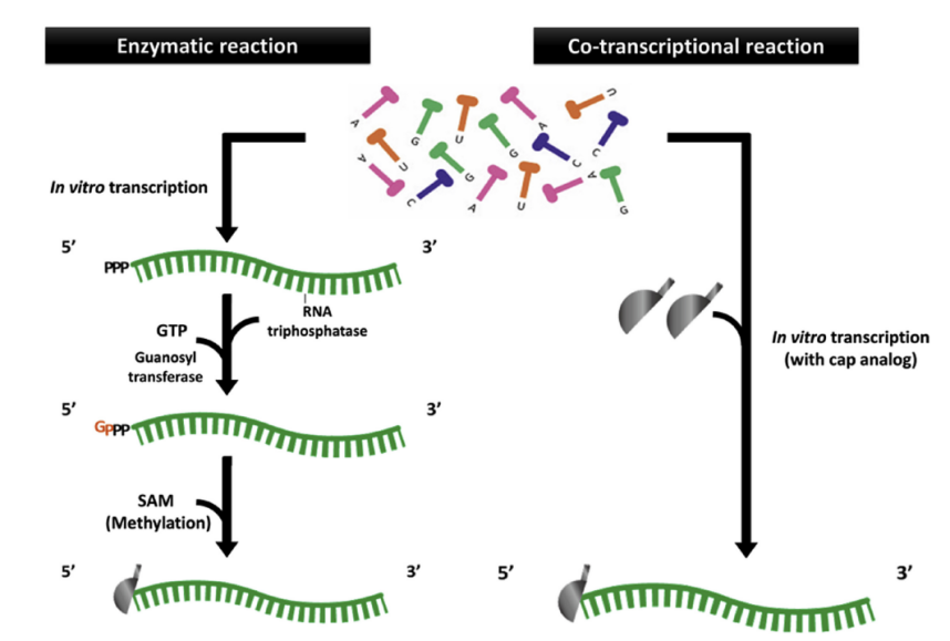 浅谈mRNA疫苗IVT解决方案 - 企业动态 - 丁香通