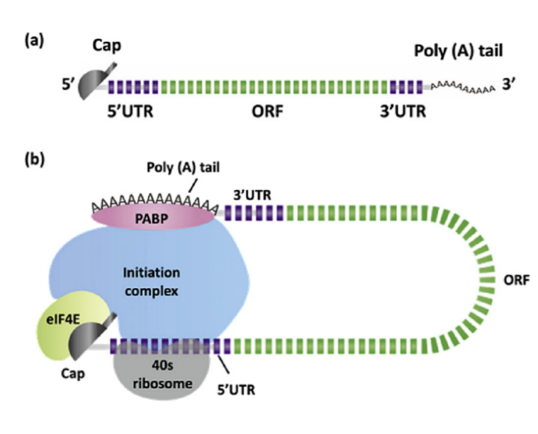 浅谈mRNA疫苗IVT解决方案 - 企业动态 - 丁香通
