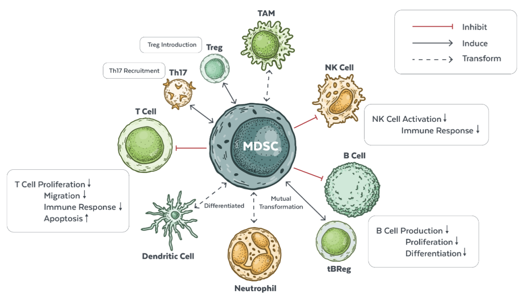 Cytek推出一管13色MDSC试剂盒，助您加速肿瘤研究和药物研发进程！-公司新闻-Cytek Biosciences
