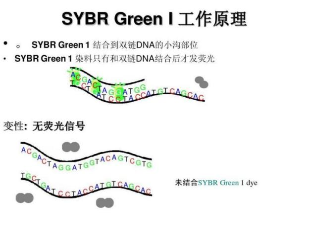 核酸染料小知识 - 企业动态 - 丁香通