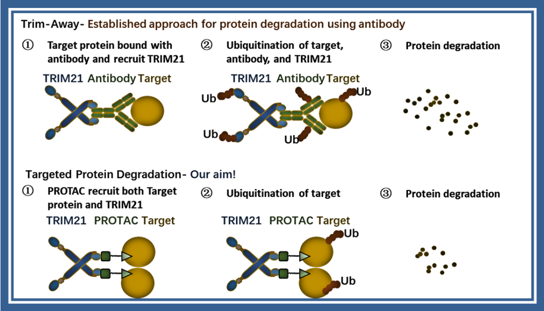 降解疾病蛋白的全新组件——TRIM21 - 企业动态 - 丁香通