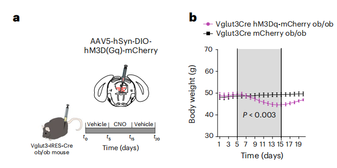 从原理到应用，Cre/Loxp及相关重组酶系统大全-公司新闻-汉恒生物科技（上海）有限公司