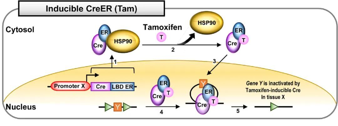 从原理到应用，Cre/Loxp及相关重组酶系统大全-公司新闻-汉恒生物科技（上海）有限公司
