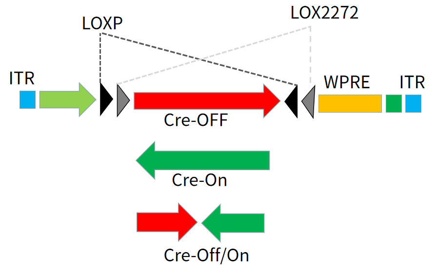 从原理到应用，Cre/Loxp及相关重组酶系统大全-公司新闻-汉恒生物科技（上海）有限公司