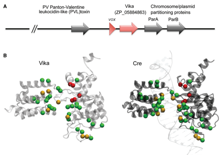 从原理到应用，Cre/Loxp及相关重组酶系统大全-公司新闻-汉恒生物科技（上海）有限公司